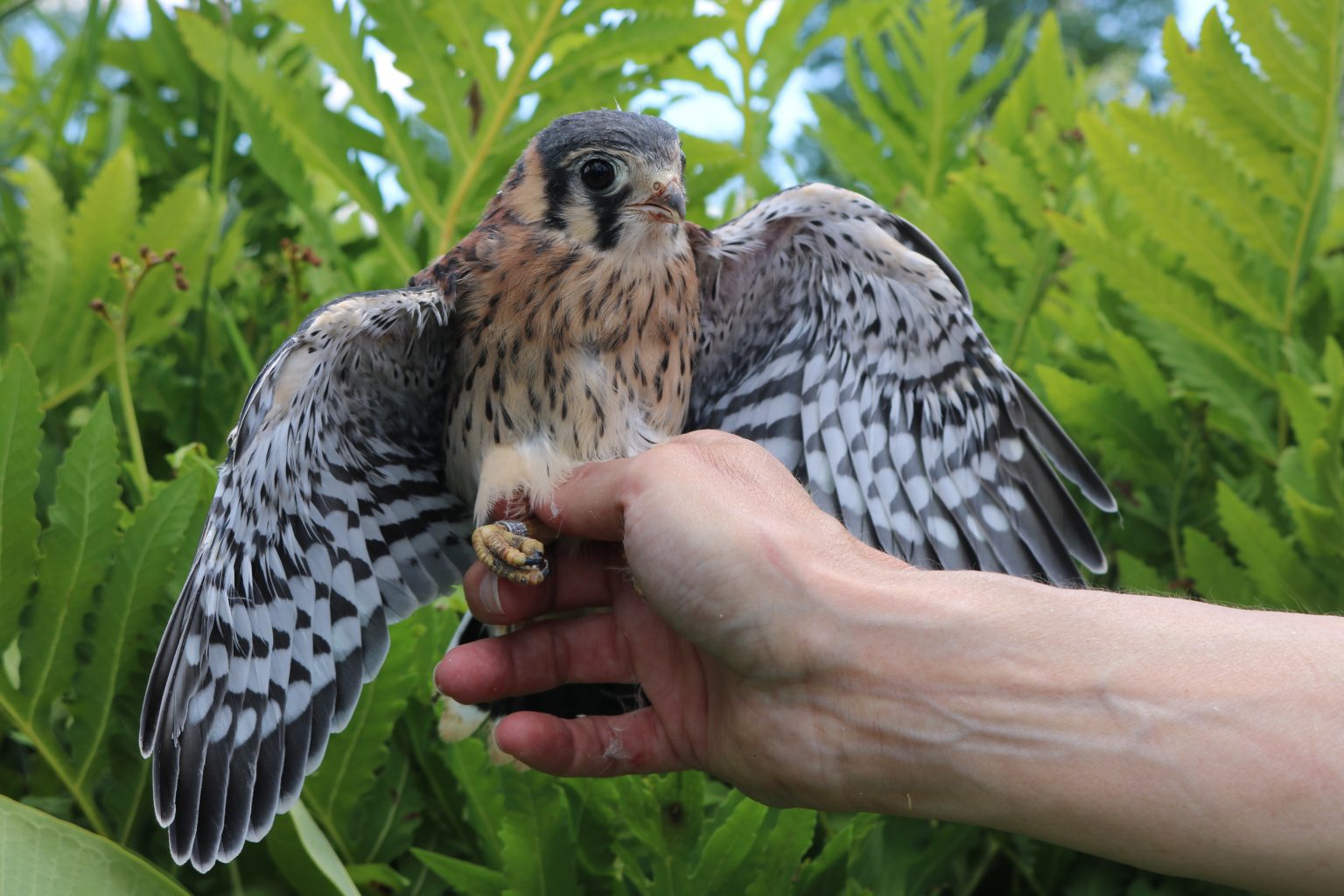 Kestrels Close Up: Nest Box Project Talk & Walk | Carle Museum