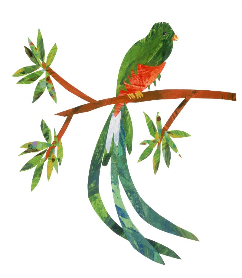 Birdwatching with Eric Carle | Carle Museum